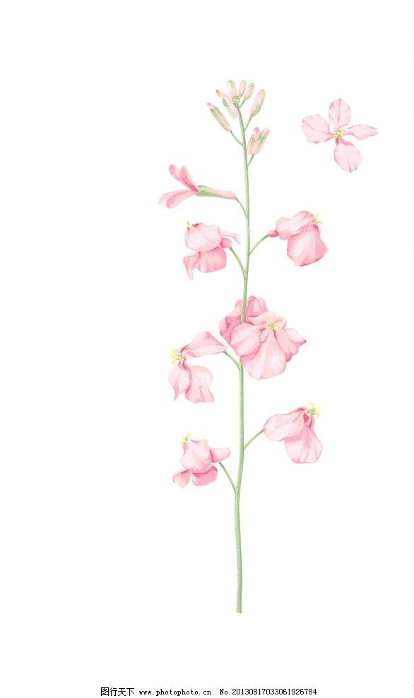 手绘紫金花图片_其他_其他-图行天下素材网